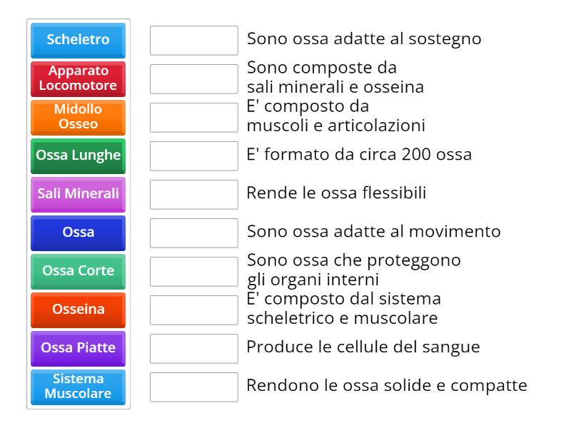 Il sistema Scheletrico - Match up