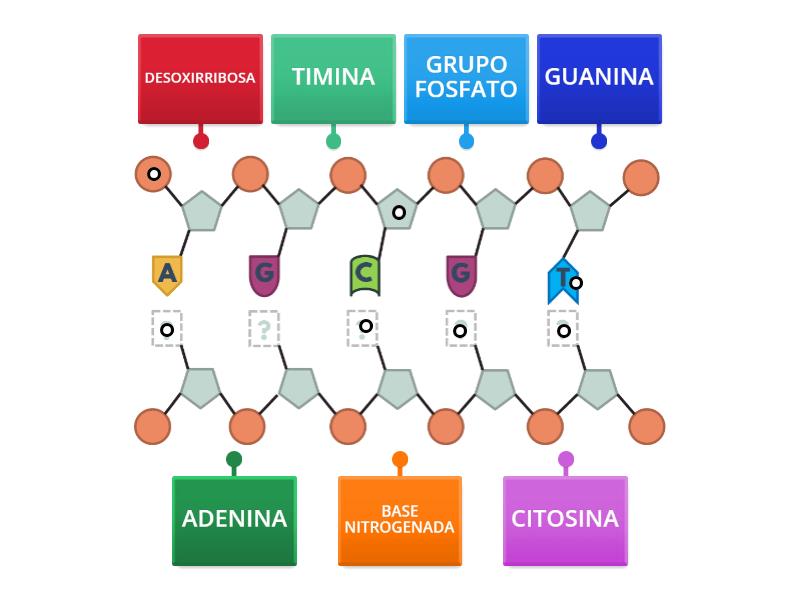 ESTRUCTURA DEL ADN - Labelled diagram