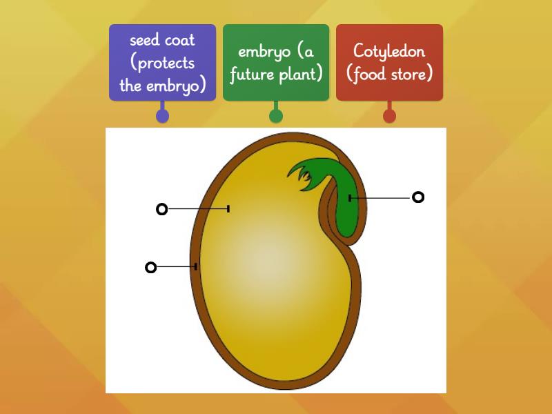 Parts of a Seed 2021 - Labelled diagram
