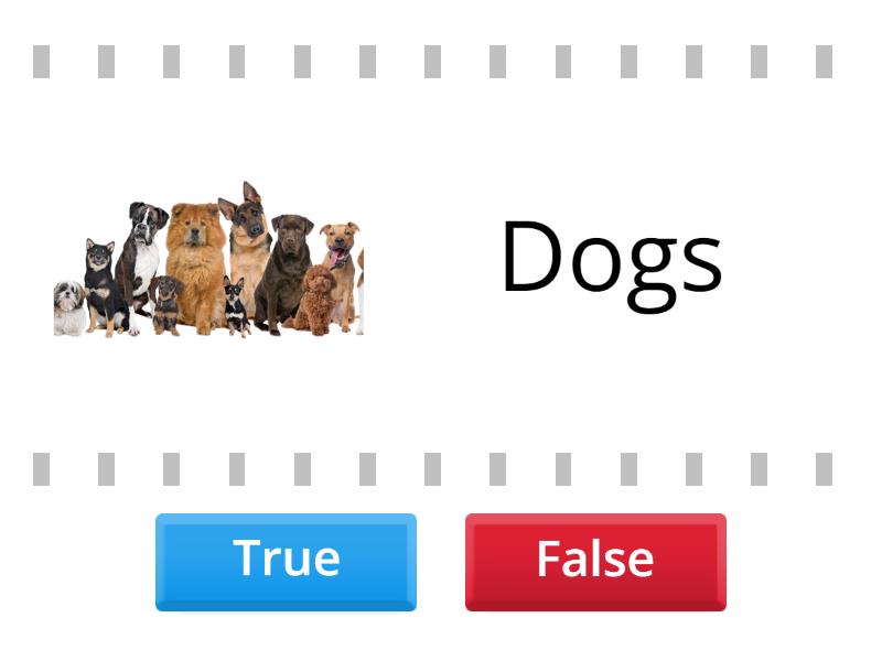 A8.2.Pet - True or false