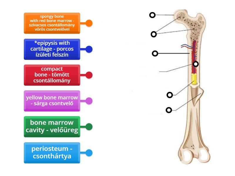 Anatomy of a long bone - Labelled diagram