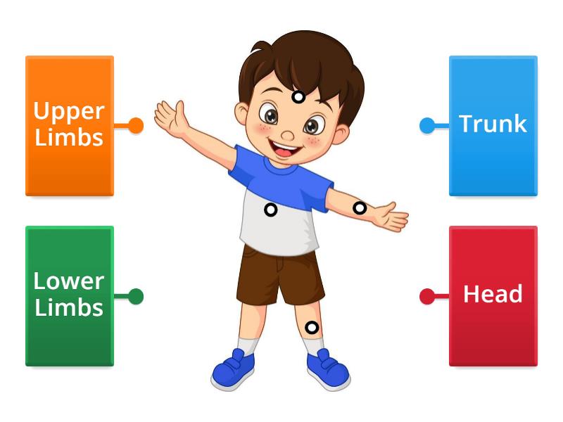 Head, Trunk and Limbs - Labelled diagram