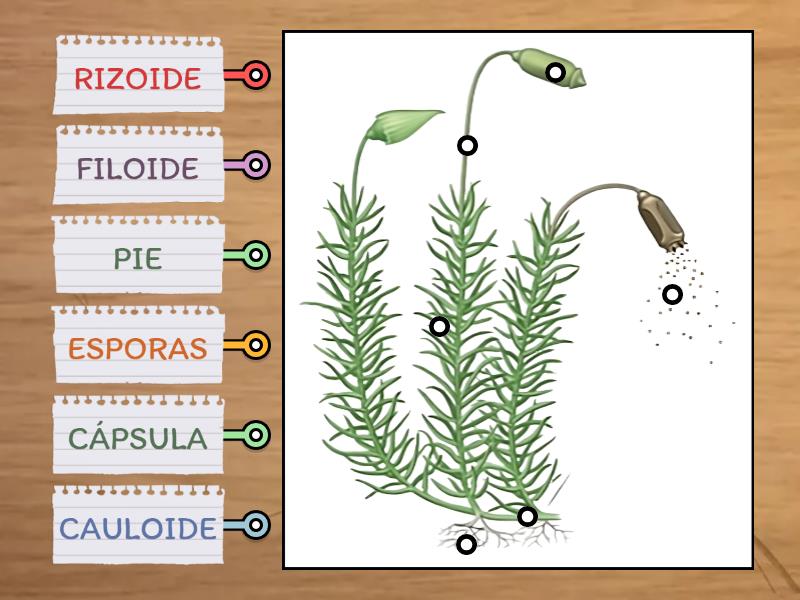 MUSGO - Labelled diagram