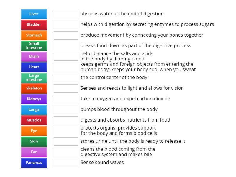 Human Body Organs and their functions - Match up