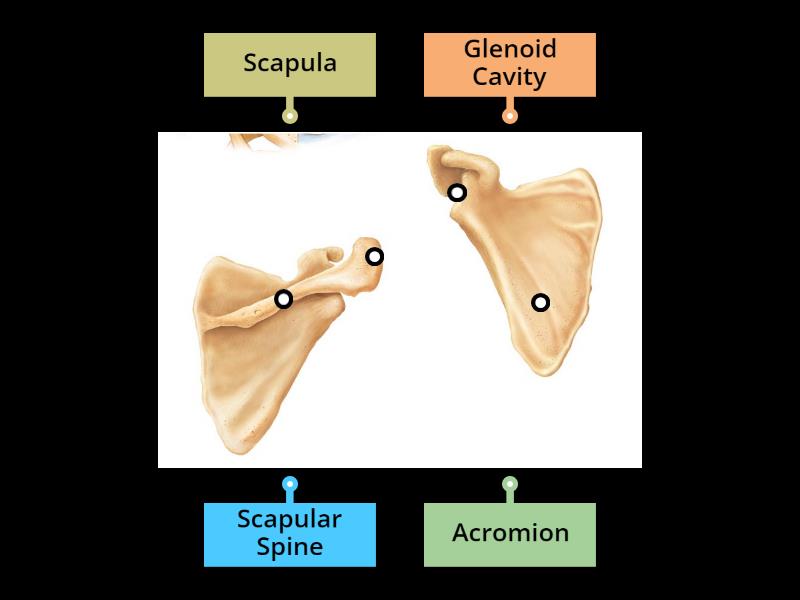 Scapula - Labelled diagram