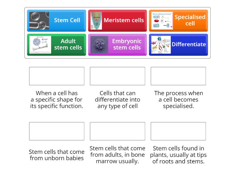 Stem Cells - Match up