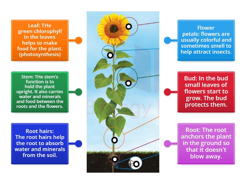 Label the flowering plant: - Labelled diagram