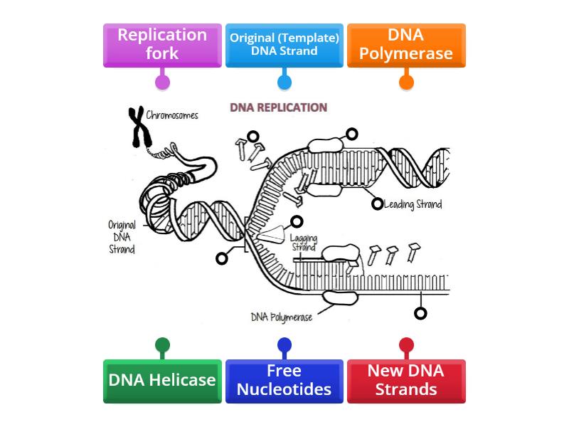 DNA Replication - Labelled diagram