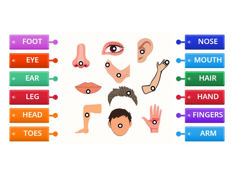 3rd Body Parts Match Labelled Diagram