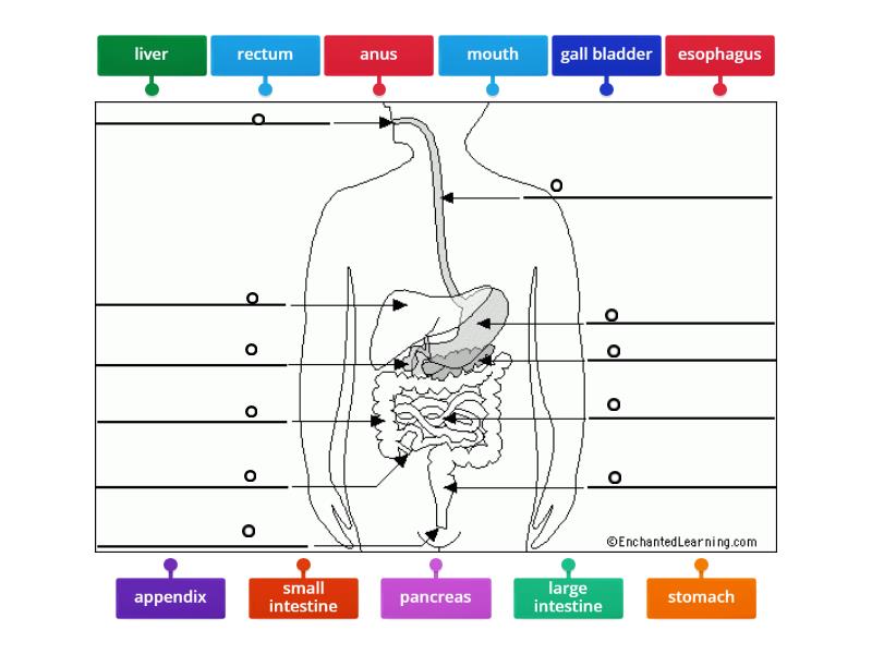 Label the digestive system - Labelled diagram