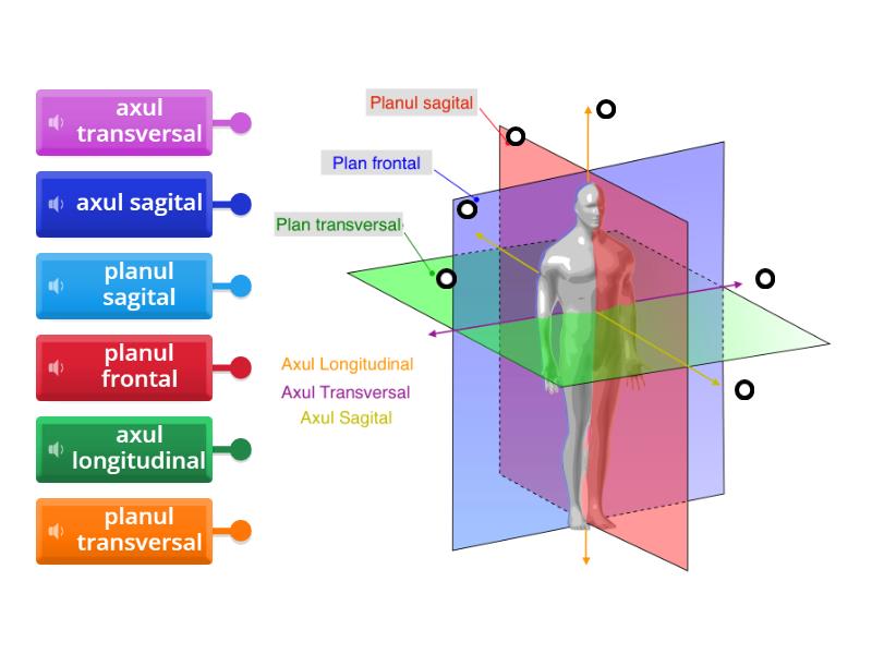 planuri si raporturi anatomice - Diagrama con etiquetas