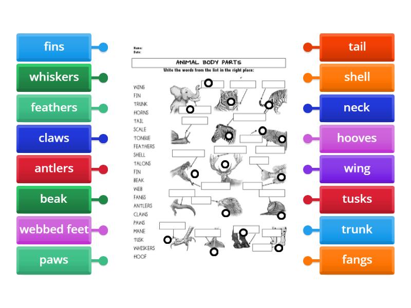 Animal body parts - Labelled diagram