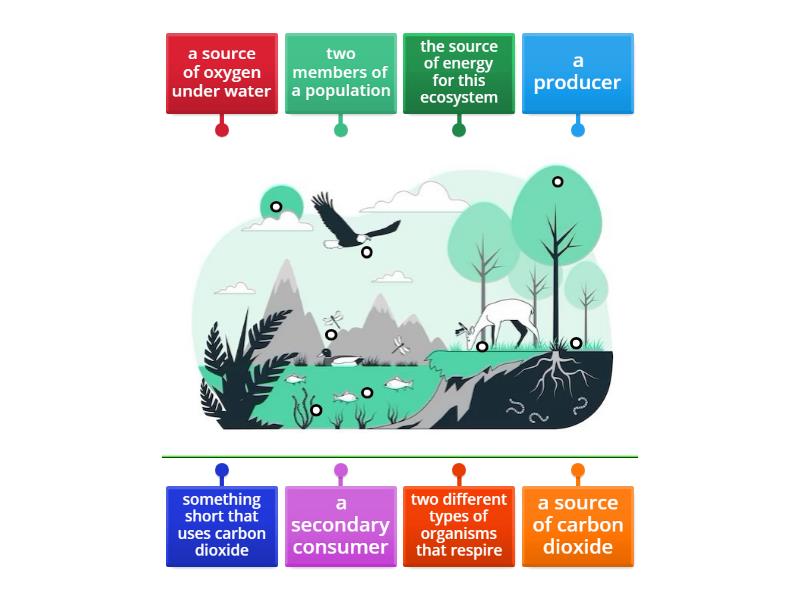 An ecosystem? - Labelled diagram