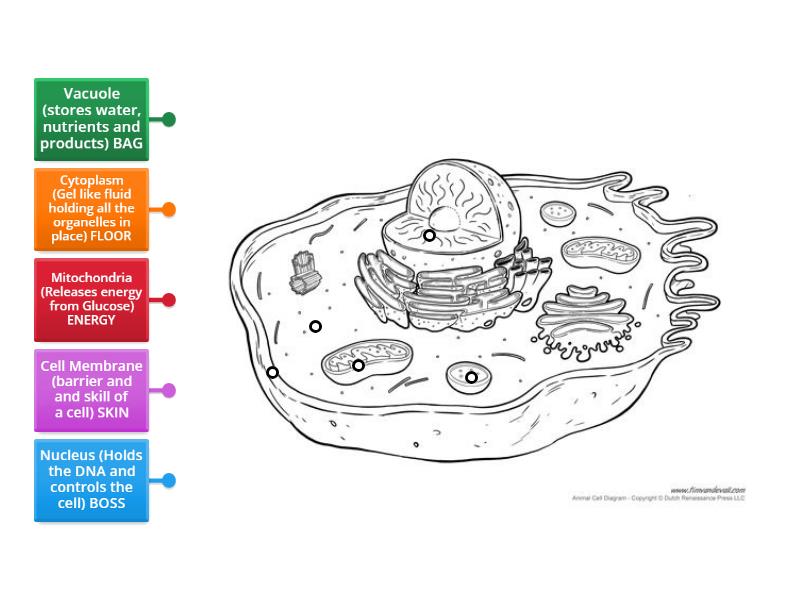 Parts of an animal cell - Labelled diagram