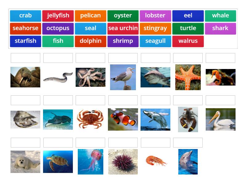 Sea Animals - Grade 3 - Activity #1 - Match up