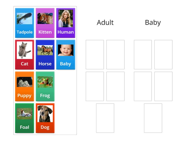 Baby and Adult Animals - Group sort