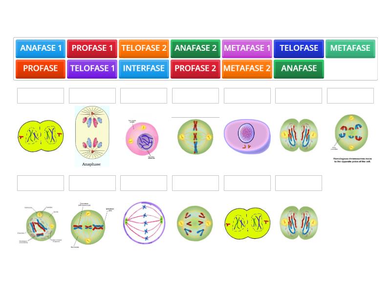 MITOSIS & MEIOSIS - Match up