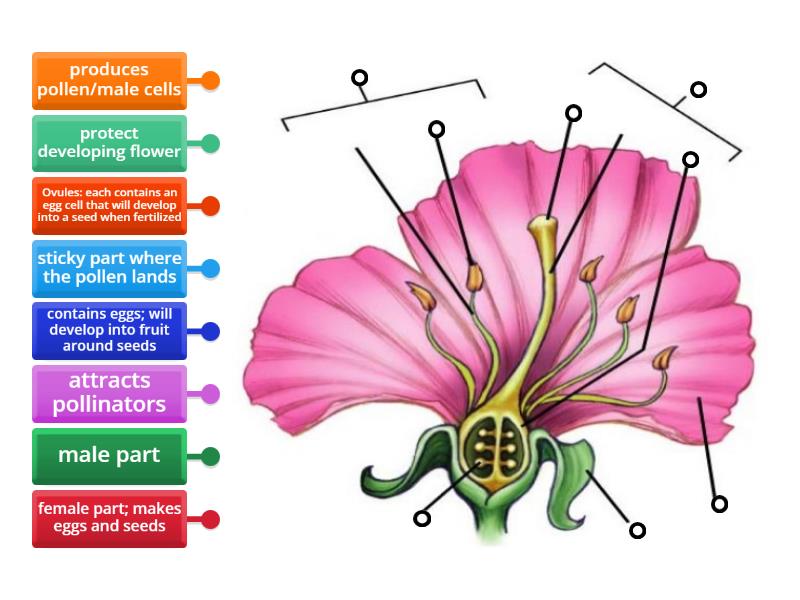 Flower Functions - Labelled diagram