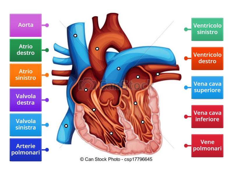 Dentro il Cuore - Labelled diagram