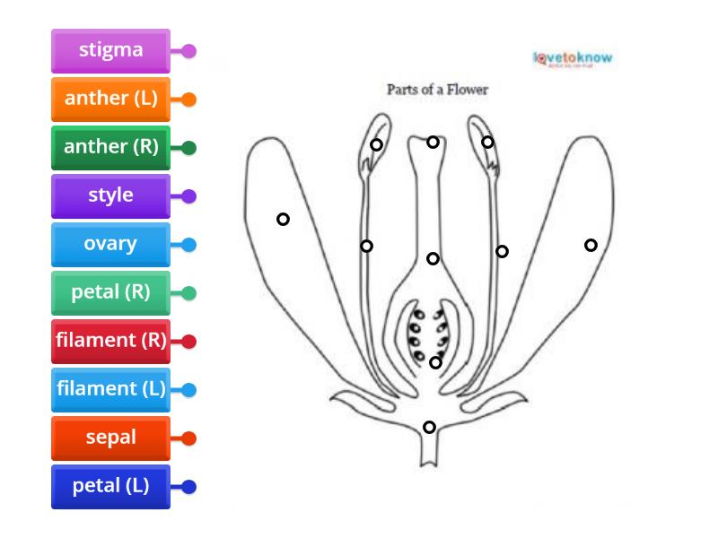 Parts of the flower - Labelled diagram