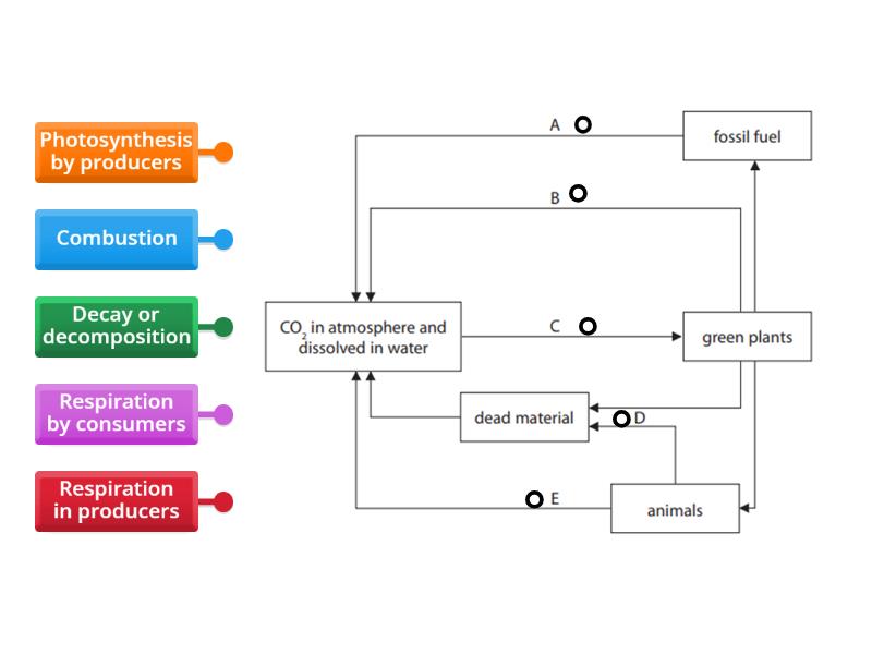Carbon cycle - Labelled diagram