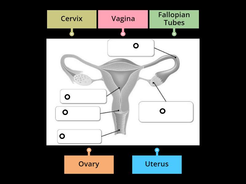 Lecture: Female Reproductive System - Labelled diagram