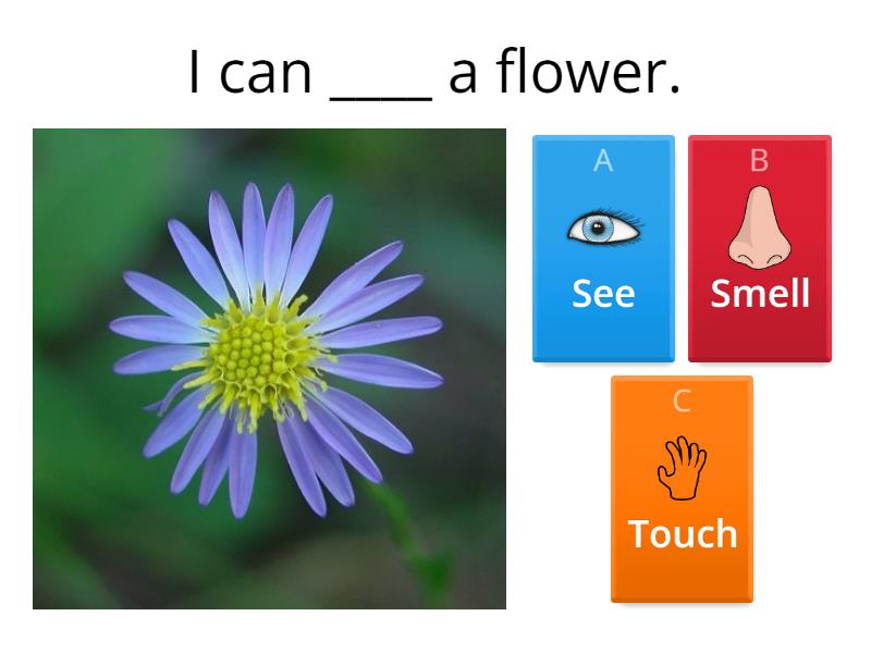 Five senses Ms Reham - Quiz