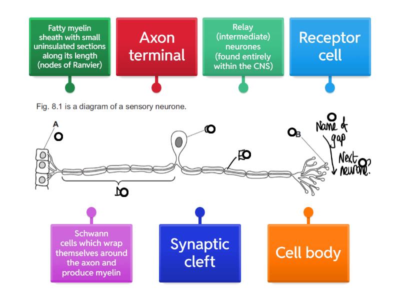 Sensory neurone (iGCSE / A-Level) - Labelled diagram