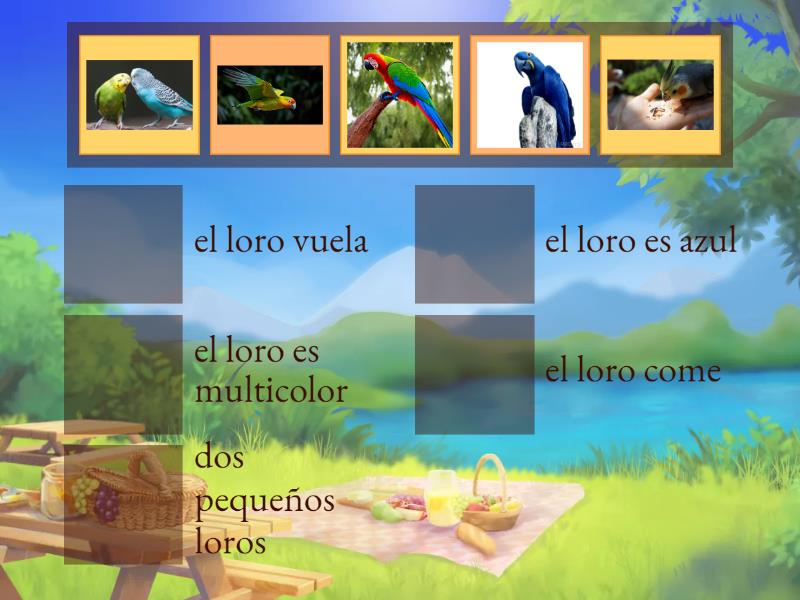 el loro-papuga - Match up