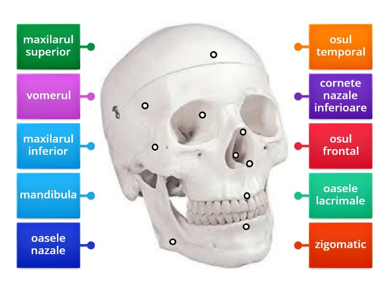 viscerocraniu si neurocraniu - Labelled diagram