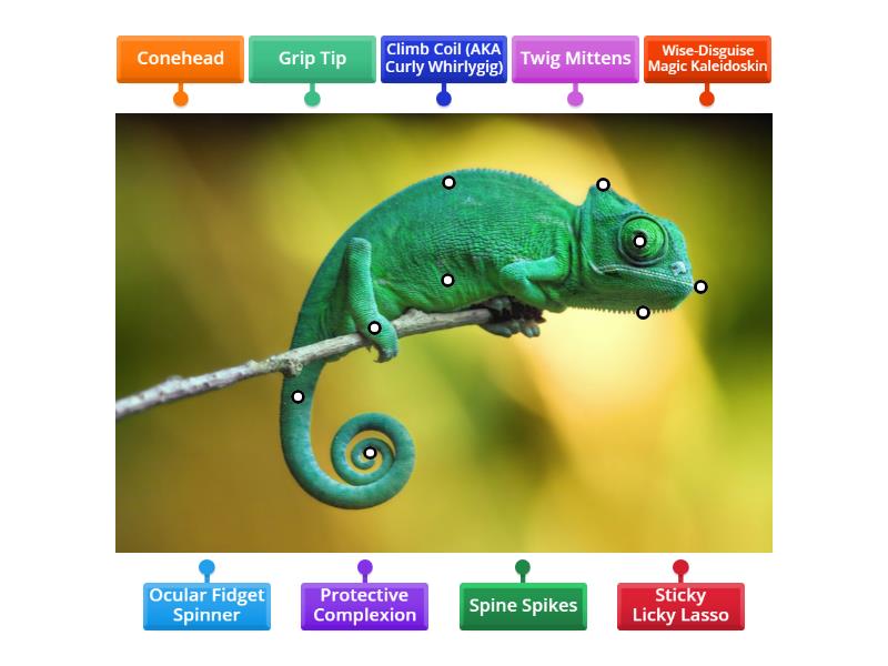 Chameleon Label - Labelled diagram