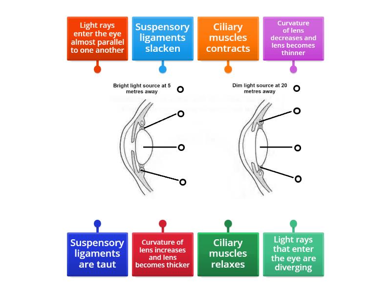Accommodation reflex - Labelled diagram