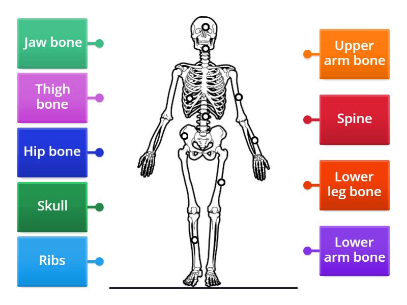 L1.1- The Human Skeleton - Labelled diagram
