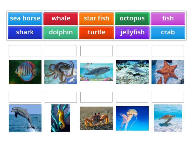 Sea animals - Match up