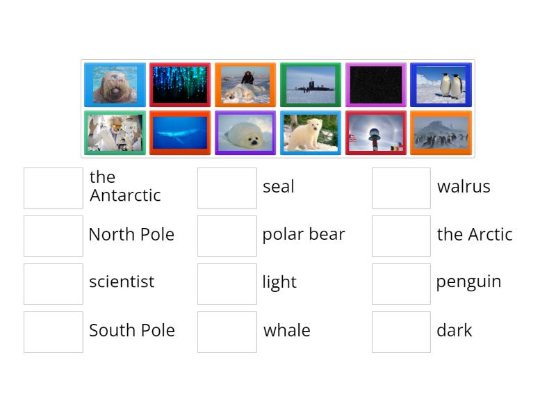 The Arctic and Antarctic 4 form - Match up