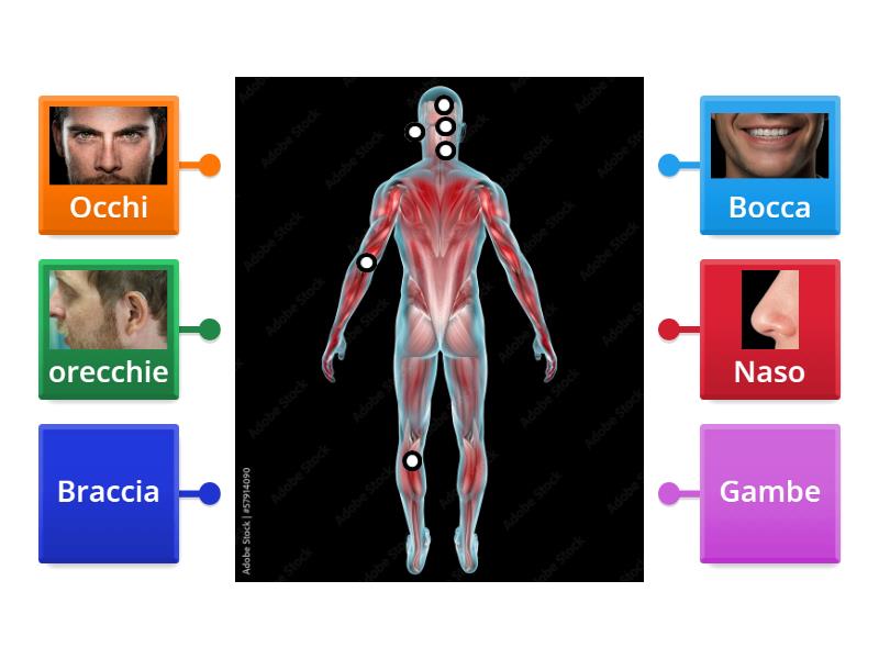 Le parti del corpo - Labelled diagram