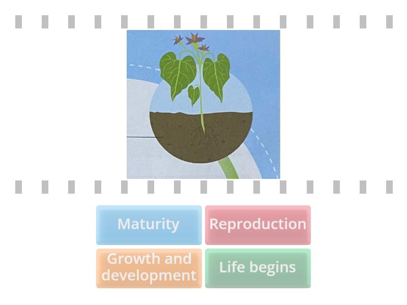 G3 :Topic (5) Life Cycles and Traits : Life Cycles Plants - Find the match