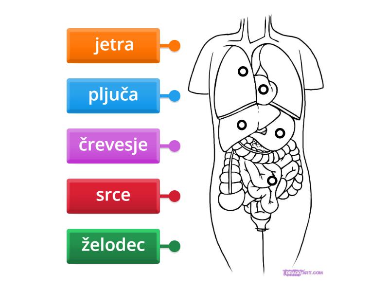 DELI TELESA - Labelled diagram