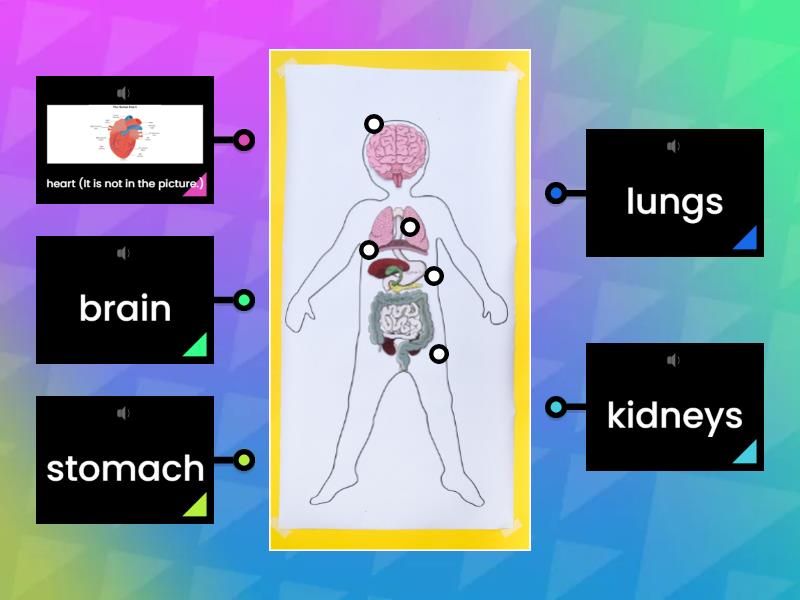Label The Human Organs - Labelled diagram
