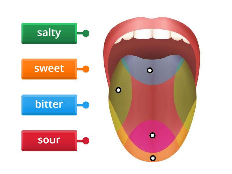 GG2; Tongue map - Labelled diagram