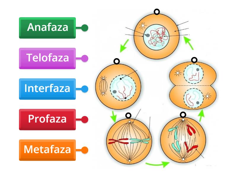 Fazele diviziunii mitotice - Labelled diagram