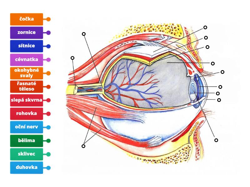 SMYSLY (stavba oka) - Labelled diagram