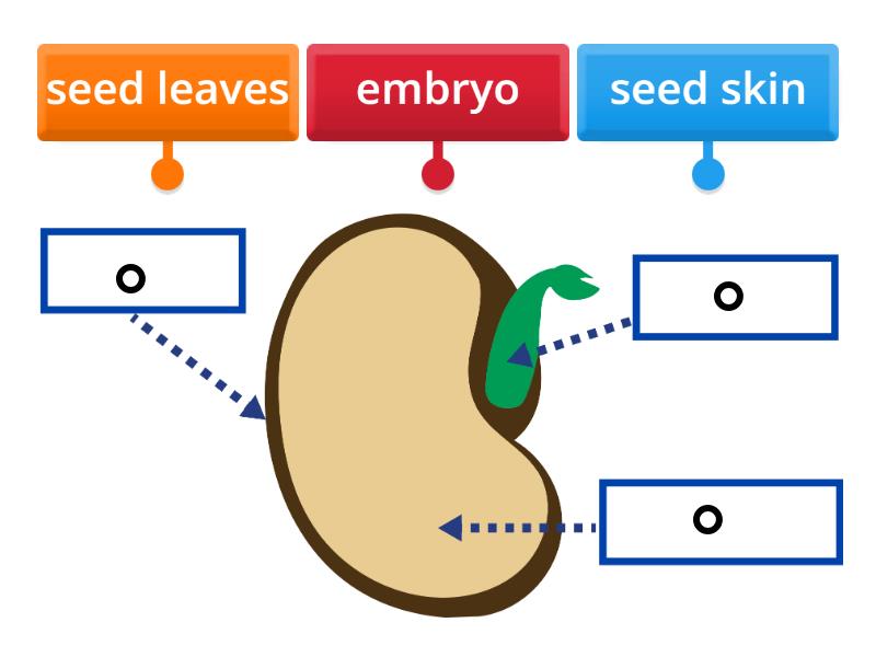 Parts of a seed - Labelled diagram