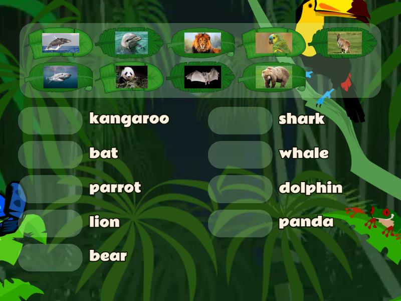 Kid`s Box 3 Unit 7 World of animals - Match up
