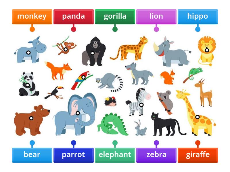 Identify Zoo Animals - Labelled diagram