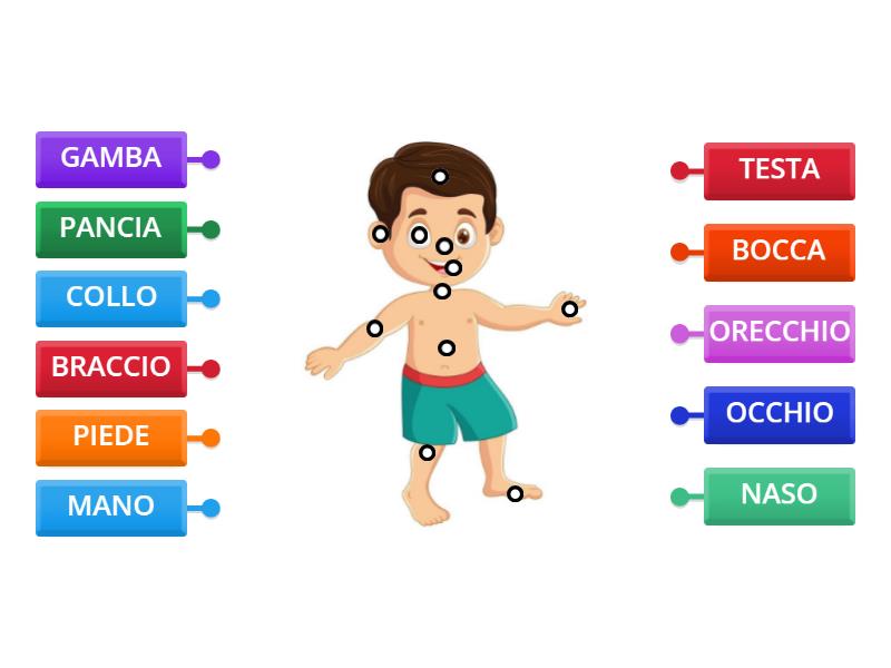 Le parti del corpo - Labelled diagram