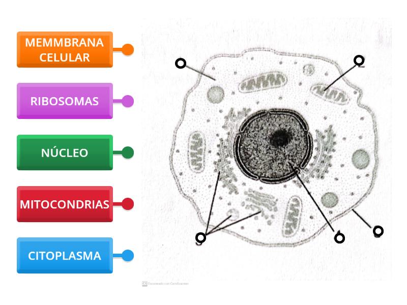 La célula eucariota 1º ESO - Diagrama con etiquetas