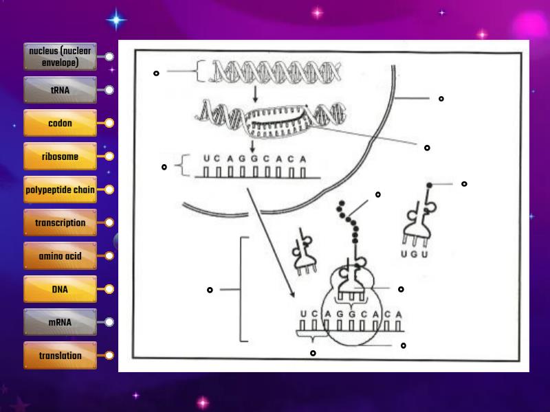 Protein Synthesis - Diagram - Labelled diagram