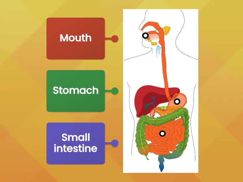 Digestive System Matching - Labelled diagram