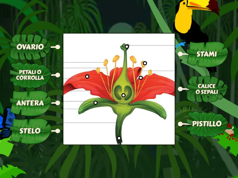 LE PARTI DEL FIORE - Labelled diagram